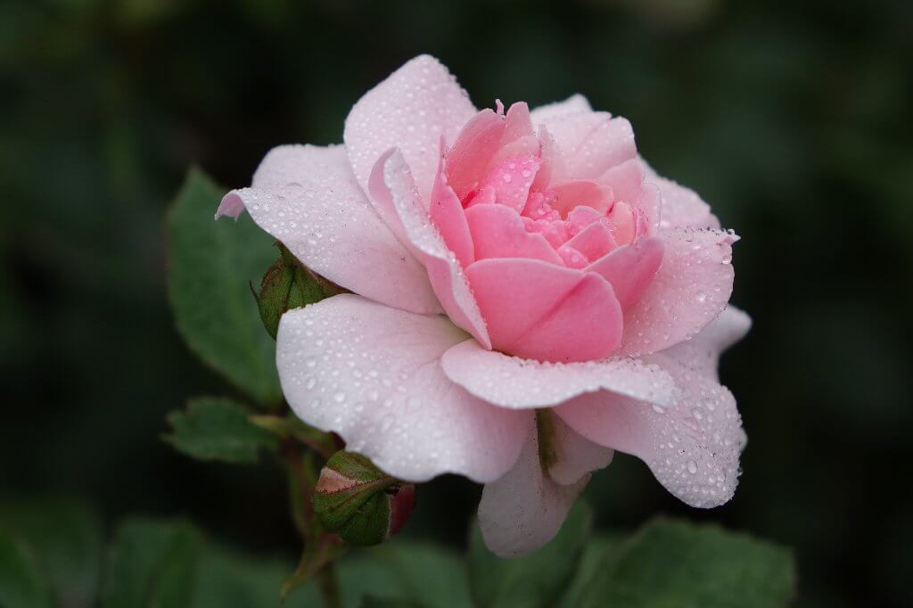 Gullar Pushti - Ruhlar uchun Rasmlar